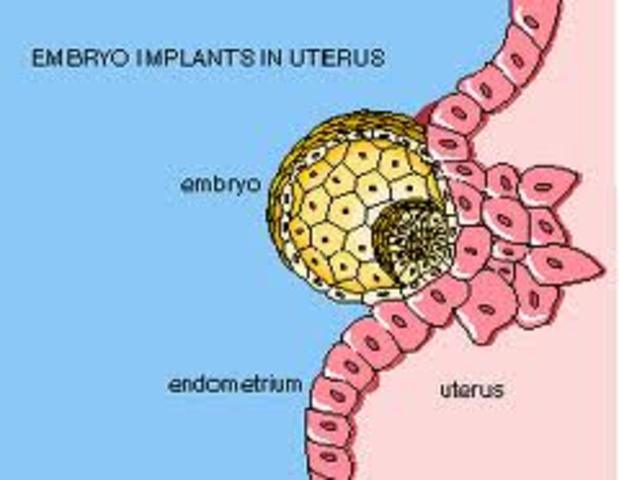 Sydney McDonald: Fetal Development timeline | Timetoast timelines