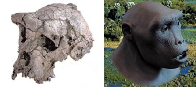 La evolución de los homínidos timeline | Timetoast timelines