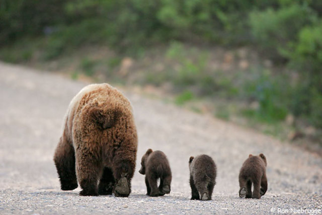 The Life Cycle of Grizzly Bears timeline | Timetoast timelines