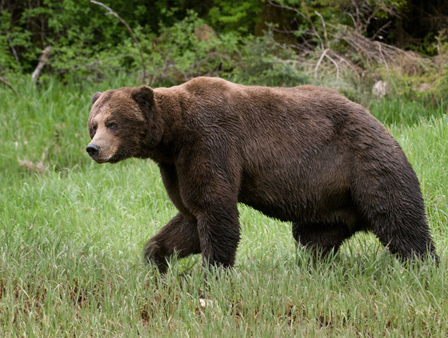The Life Cycle of Grizzly Bears timeline | Timetoast timelines