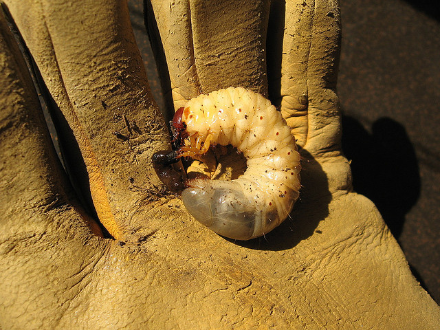 Life Cycle of the Cicada timeline | Timetoast timelines