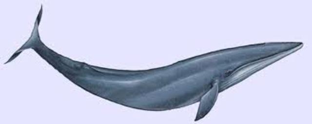 Miss Klein's Whale Evolution TImeline timeline | Timetoast timelines