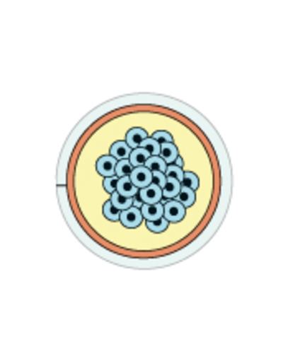 Beyond fertilisation timeline | Timetoast timelines