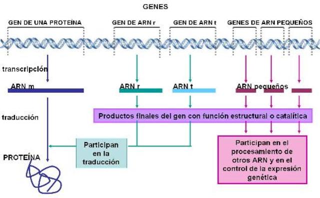 Historia y desarrollo de la Biología timeline | Timetoast timelines