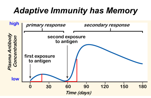 Immune system timeline | Timetoast timelines