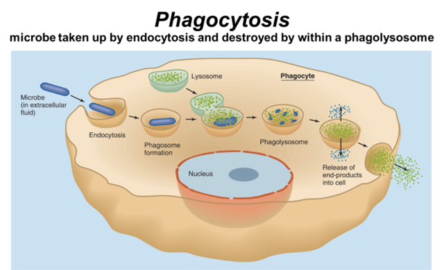 Immune system timeline | Timetoast timelines