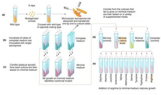 HISTORIA DE LA MEDICINA 1910-2013 Sulay timeline | Timetoast timelines