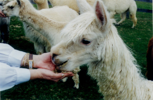 History of Alpacas timeline | Timetoast timelines