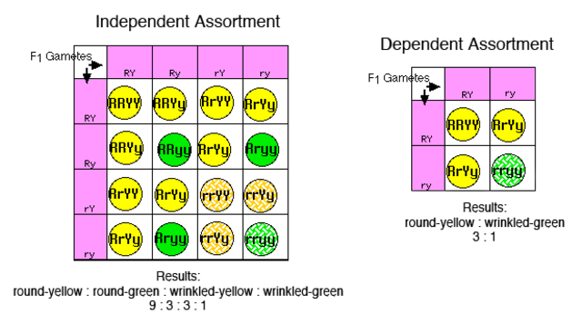 Gregor Mendel timeline | Timetoast timelines