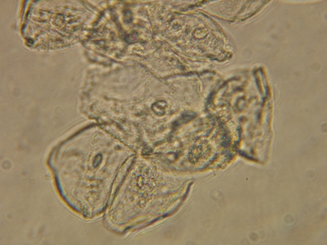 The Development of the Microscope and Cell Theory timeline | Timetoast ...