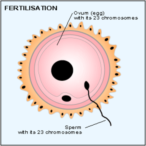 The Race To Make A Baby timeline | Timetoast timelines