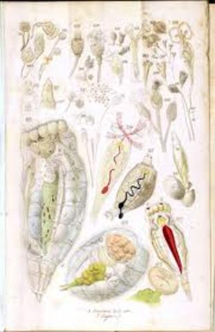 The Development of Cell Theory timeline | Timetoast timelines