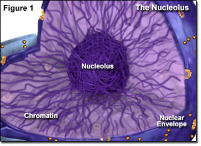 Cell Theory timeline | Timetoast timelines