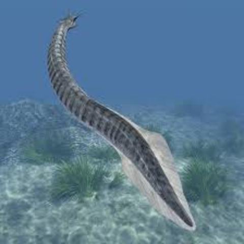 Evolution of Homo Sapien - Please DO NOT PAY ATTENTION to the months ...