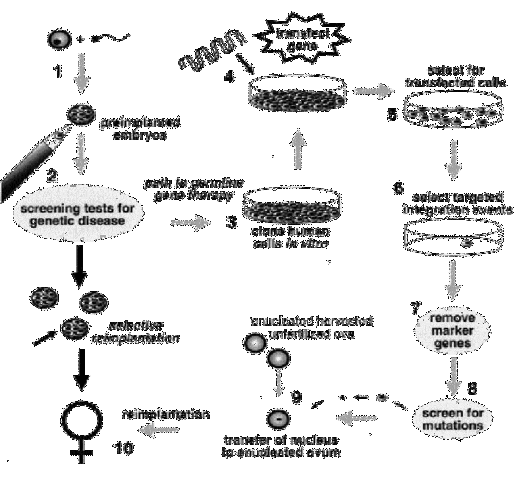 History of Human Genetic Engineering timeline | Timetoast timelines
