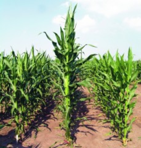 The History of Hybrid Crop Production Associated with Corn timeline ...