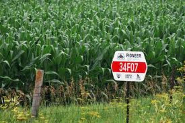 The History of Hybrid Crop Production Associated with Corn timeline ...