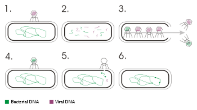 Historía de la Microbiología timeline | Timetoast timelines