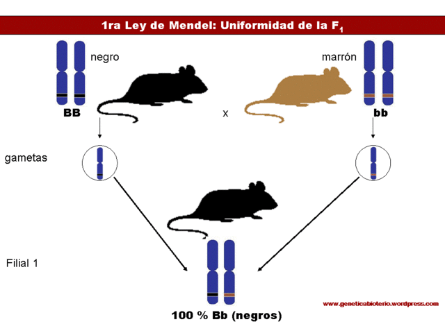Acontecimientos importantes en la historia de la Biologia timeline ...