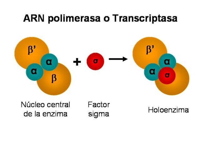 20 EVENTOS IMPORTANTES EN LA HISTORIA DE LA BIOLOGIA timeline ...