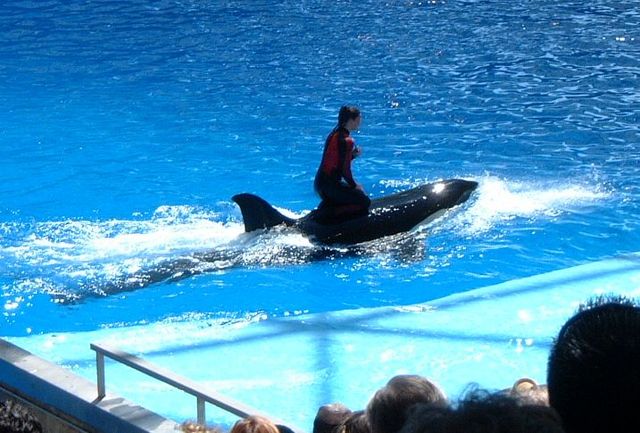 Boycotting SeaWorld timeline | Timetoast timelines