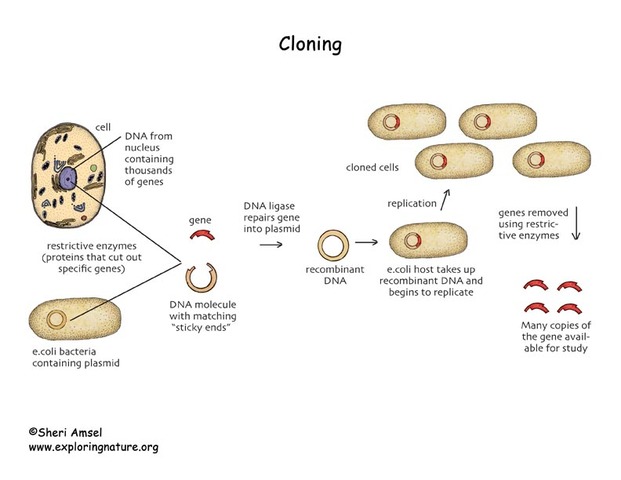 Recombinant DNA technology and beyond timeline | Timetoast timelines