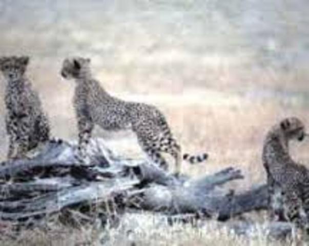 Evolucion de los Ecosistema timeline | Timetoast timelines