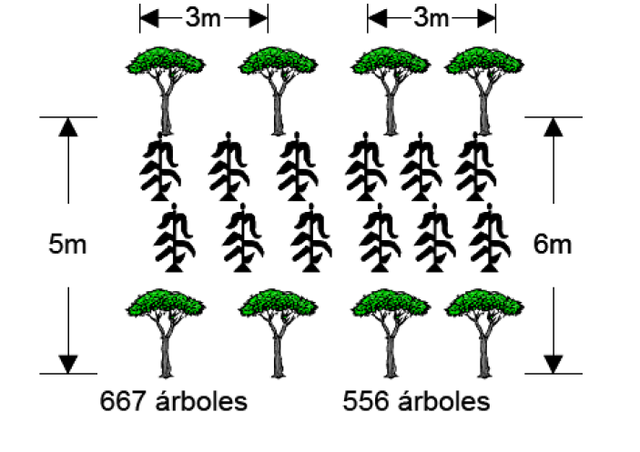 HISTORIA DE LA AGROFORESTERIA timeline | Timetoast timelines