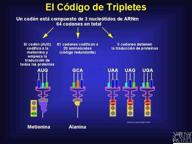 El Principio del DNA o ADN timeline | Timetoast timelines