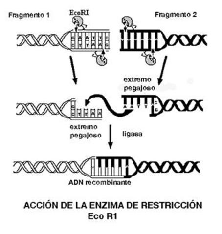Principales acontecimientos de la genética timeline | Timetoast timelines