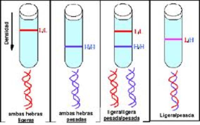 Acontecimientos Principales del DNA timeline | Timetoast timelines