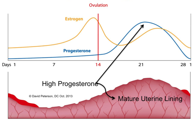 From conception to birth timeline | Timetoast timelines