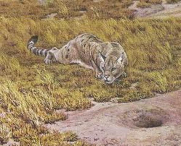 EVOLUCION DE LOS FELINOS timeline | Timetoast timelines