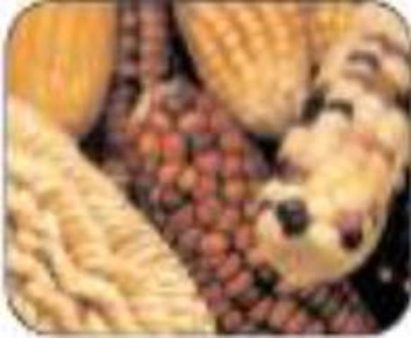 Agricultural Biotechnology TimeLine timeline | Timetoast timelines