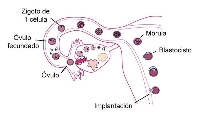 Desarrollo Embrionario y Fetal timeline | Timetoast timelines