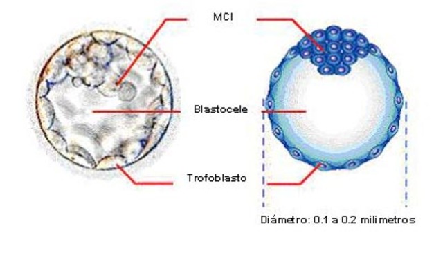 Desarrollo Embrionario y Fetal timeline | Timetoast timelines