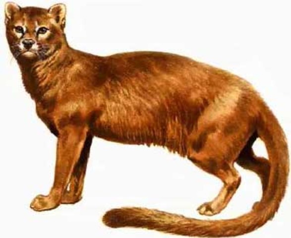 LA HISTORIA DE LOS GATOS timeline | Timetoast timelines