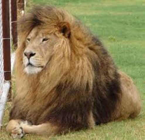 5 Extinct Animals In the Past 200 Years timeline | Timetoast timelines