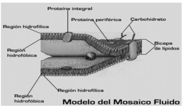 Modelos De Membrana Celular timeline | Timetoast timelines