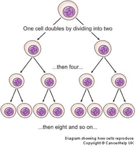 Megan's Cell Theory Timeline | Timetoast timelines