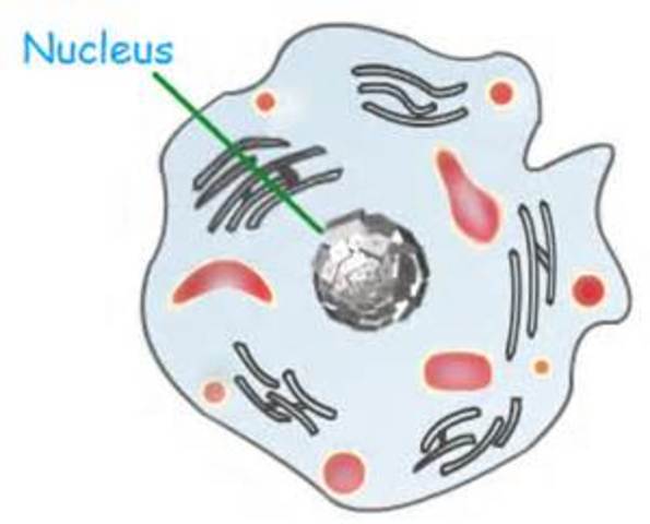 Drew's Cell Theory Timeline | Timetoast timelines