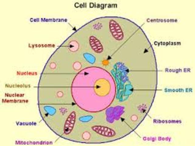 Breanna's Cell Theory Timeline | Timetoast timelines