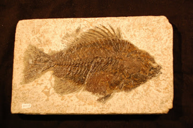 Lucy's cell theory timeline | Timetoast timelines