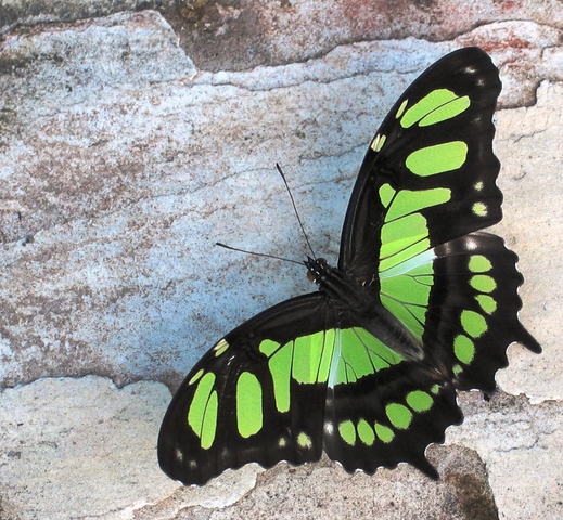 Sound of Thunder timeline | Timetoast timelines