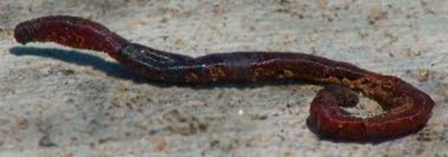 Life Stages of an Earthworm timeline | Timetoast timelines