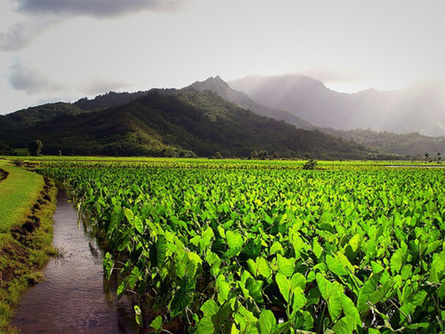 History of the Hawaiian Monarchy Keinan K. timeline | Timetoast timelines