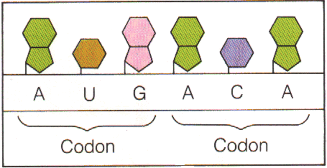 como empezo la microbiologia timeline | Timetoast timelines