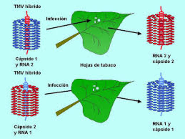 Historia de la Microbiologia timeline | Timetoast timelines