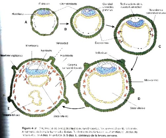 35 EVENTOS IMPORTANTES DE BIOLOGIA timeline | Timetoast timelines