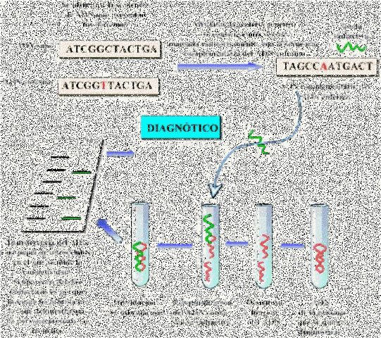 Historia de la Biologia timeline | Timetoast timelines